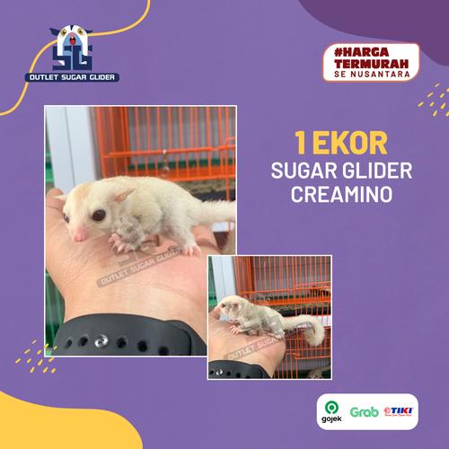 Jual Promo Hewan Sugar Glider Creamino Joey - Creamos - Jakarta Barat ...