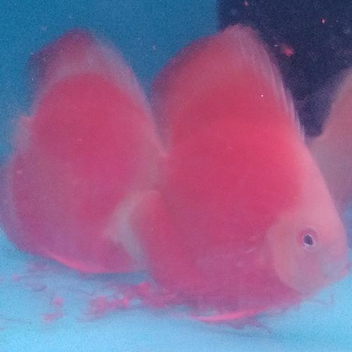 Jual Discus sun merah blue rim 2,5 inchi body - Kab. Bogor - Discus78 ...
