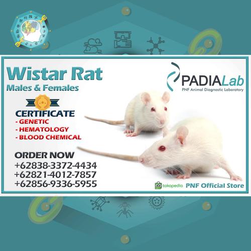 Jual Tikus Wistar - Hewan Coba Laboratoris - Kota Surabaya - PNF ...