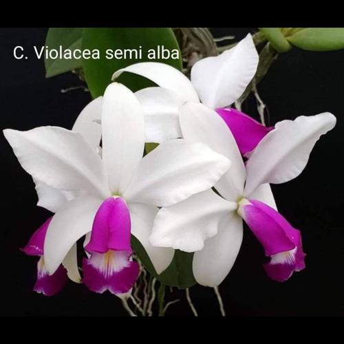 Jual Pra remaja anggrek cattleya violacea semi alba hybrid - Kab ...
