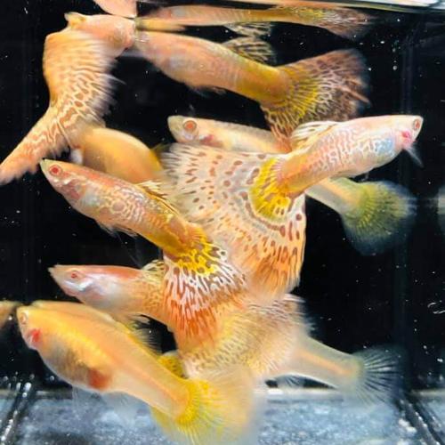 Jual Ikan Hias Guppy Tiger albino - betina - Kota Depok - jayaguppy | Tokopedia