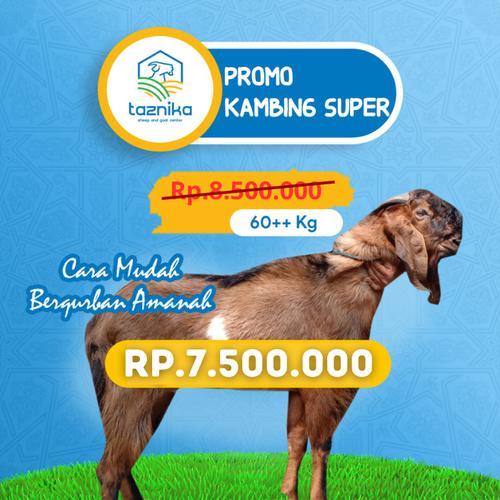 Jual HEWAN QURBAN KAMBING SUPER 60KG++ - 80 KG+ - Kab. Bogor - Taznika ...