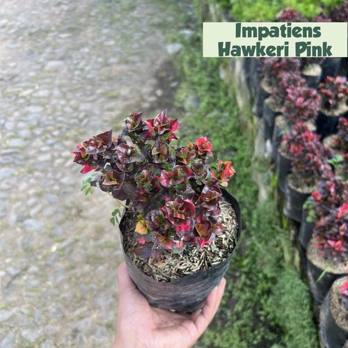 Jual Impatiens Hawkeri Pink / Pacar Air Tanaman Bunga Hias Termurah ...