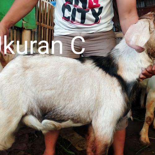 Jual kambing qurban / Hewan Qurban / Kambing Qurban Jenis Etawa / Domba - Kota Depok - Toko Lin ...