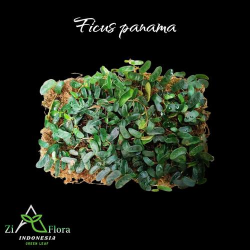 Jual ficus panama - tanaman rambat/climbingplant/terrarium/paludarium ...