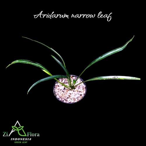 Jual aridarum narrow leaf/tanaman paludarium/terrarium/jungleplant ...