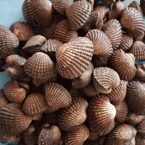 Jual Kerang Dara hidup Segar 1kg - Jakarta Utara - Seafood Wike | Tokopedia