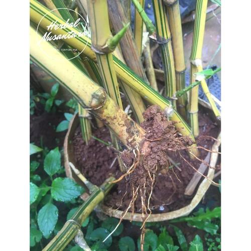 Jual Ready Stek Tanaman Bambu Kuning Bisa Tanam Di Pot Atau Kebun Taman Ampel Kuning Batang