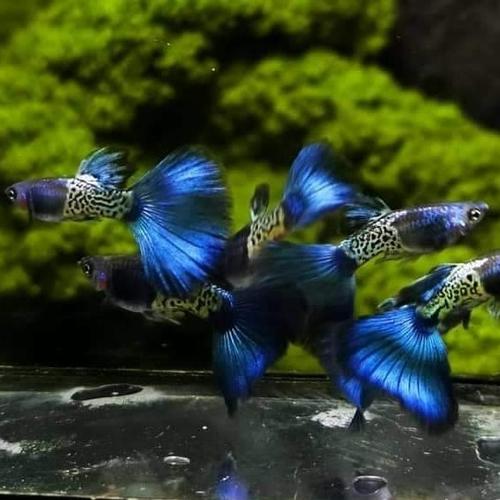 Jual Ikan hias MSSBT(metal snake skin blue tail) - BETINA - Kota Depok - ANUGRAH FISH | Tokopedia