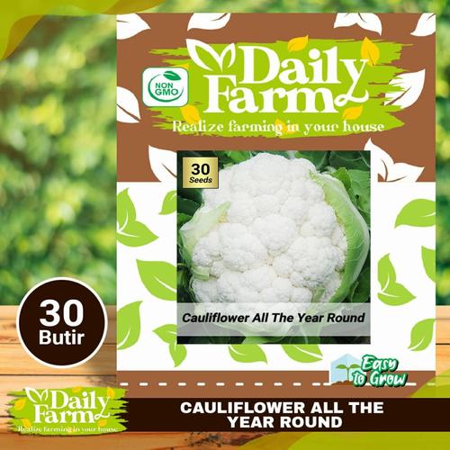 Jual Benih Bibit Bunga Kol Putih - Cauliflower - Daily Farm - Jakarta ...