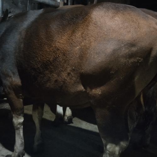 Jual hewan qurban sapi bali - Jakarta Selatan - haikal stationery | Tokopedia