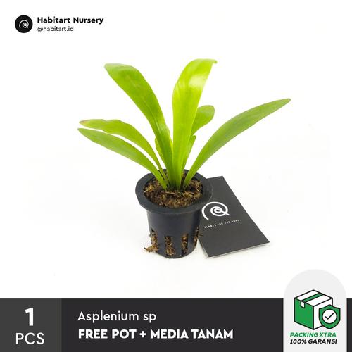 Jual Asplenium sp - Tanaman hias / paludarium / fern / kadaka - Kota ...