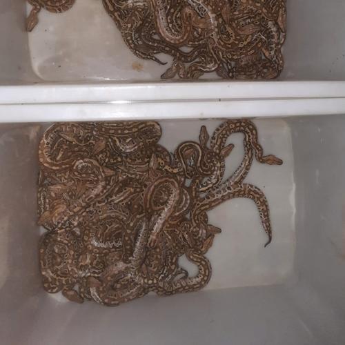 Jual blood python dipong - Kab. Bogor - EL PATRON EXOTIC PETS | Tokopedia