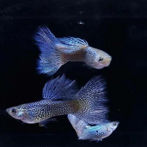 Jual Ikan hias GUPPY Purple lace - jantan - Kota Depok - jayaguppy | Tokopedia