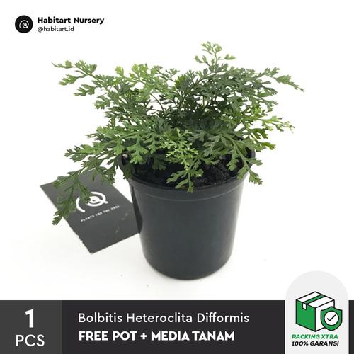 Jual Bolbitis Heteroclita Difformis 'Mini Bolbitis' - Tanaman ...