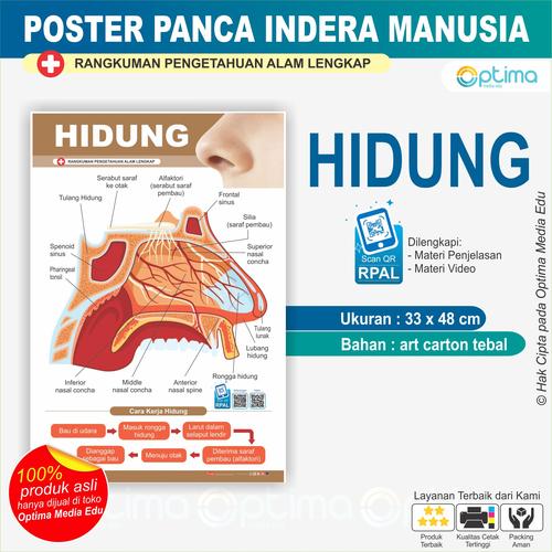 Promo Poster Anatomi Bagian dan Fungsi Panca Indera Manusia - HIDUNG ...