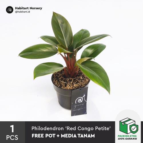 Jual Philo dwarf / Philodendron 'Red Congo Petite' - Tanaman hias ...