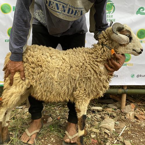 Jual Domba Jantan Kurban Qurban Murah Kurbanpedia - Jakarta Barat ...