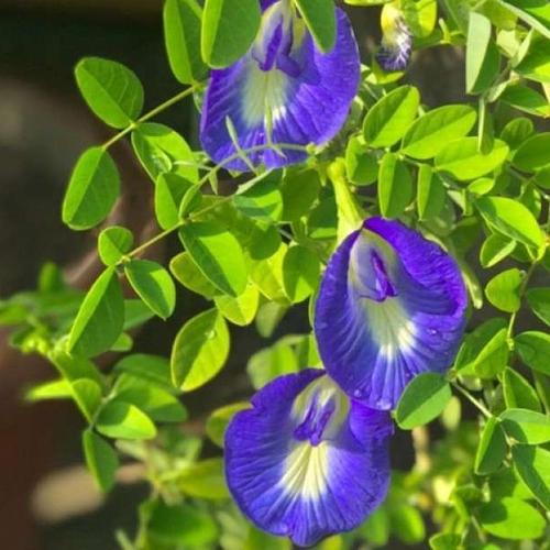 Promo Pohon Bunga Teleng Sudah Berbunga/Tanaman Herbal Bunga Teleng ...