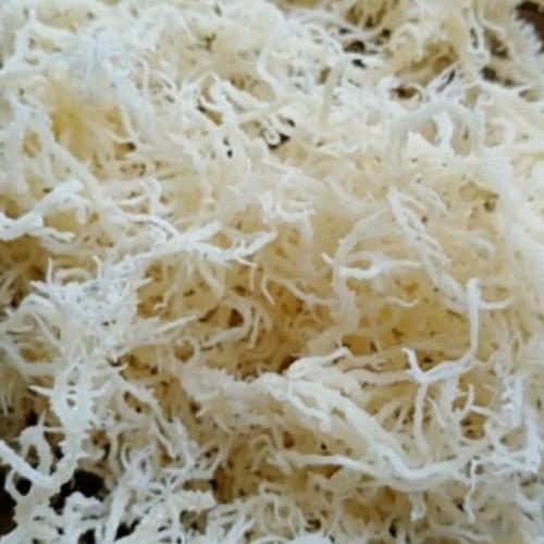 Jual rumput laut kering spinosum buat sop buah 1kg/1Kg - Kota Surabaya ...