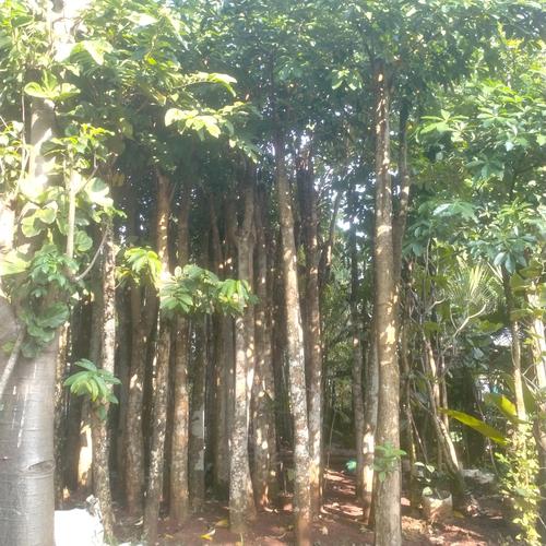 Jual pohon mahoni/pohon pelindung tinggi 3 meter sampai 4 meter - Kab ...