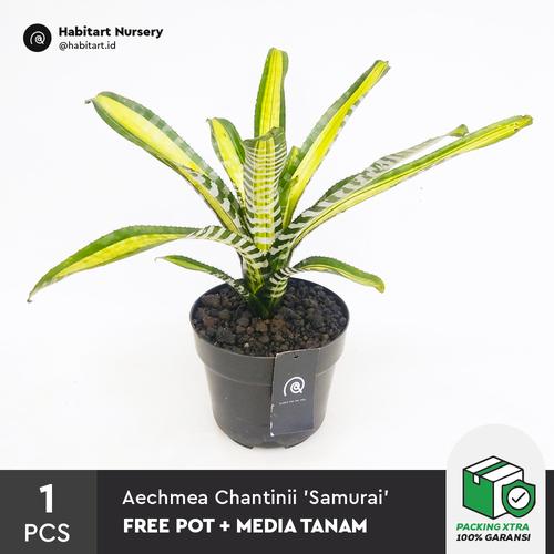 Jual Aechmea Chantinii 'Samurai' - Tanaman Hias koleksi / bromelia ...