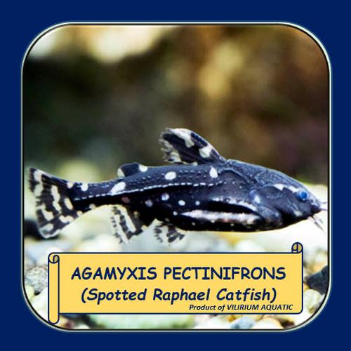 Jual IKAN HIAS AIR TAWAR - SPOTTED RAPHAEL CATFISH aka AGAMYXIS ...