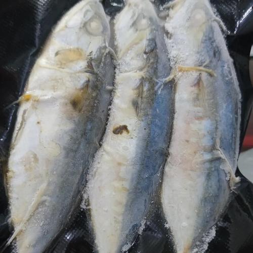 Jual ikan gembung rebus medan vacum pack - Kota Pematang Siantar ...