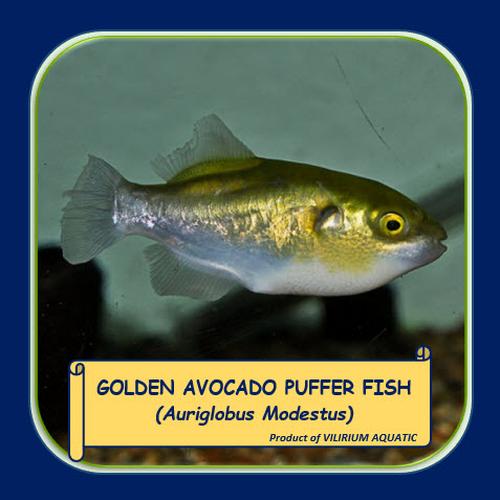 Jual IKAN HIAS AIR TAWAR - GOLDEN AVOCADO PUFFER FISH - Jakarta Pusat ...