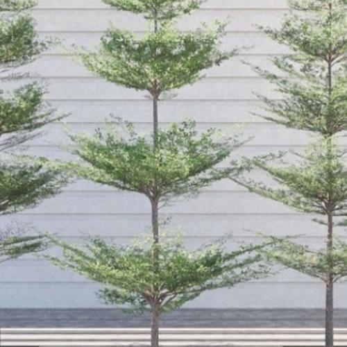 Jual pohon Ketapang mini/Ketapang kencana tinggi 1 meter - Kab. Bogor ...