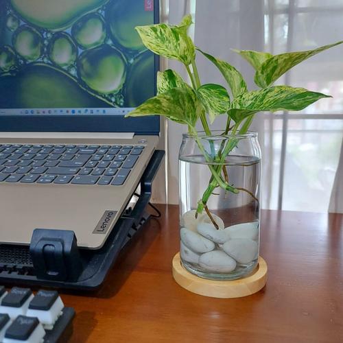 Promo Vas Kaca Bening Tabung - Pot Kaca Tanaman Air Hidroponik ...