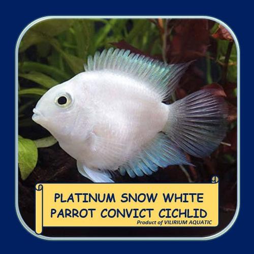 Jual IKAN HIAS AIR TAWAR - BLUE POLAR PLATINUM / SNOW WHITE PARROT ...