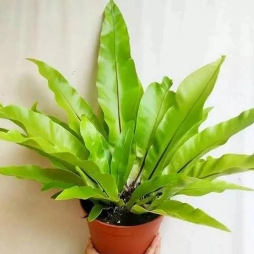 Jual Tanaman hias kadaka sarang burung - Pohon kadaka - Tanaman tempel ...