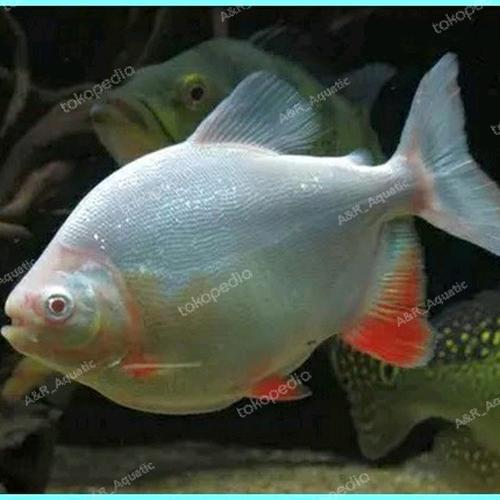 Jual ikan pacu albino/ikan predator aquarium - Kab. Bogor - A&R_Aquatic ...
