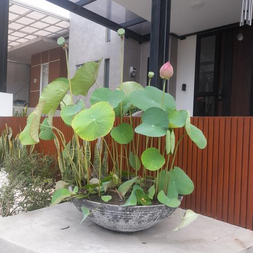 Jual tanaman lotus/pohon lotus/tanaman air bunga lotus - Kota Depok ...