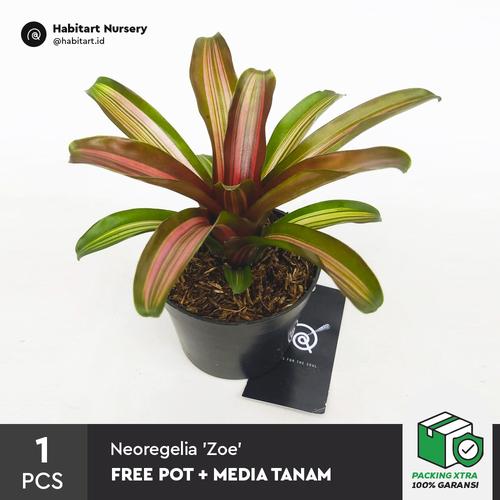 Jual Neoregelia 'Zoe' - Tanaman hias vivarium / fireball / Bromeliad ...