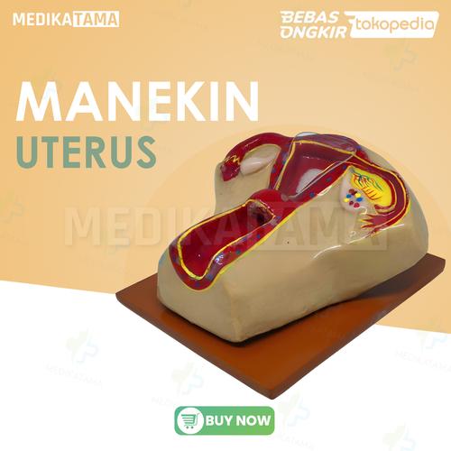 Jual Phantom Manekin Uterus IUD Manikin pemasangan dan pengambilan IUD ...