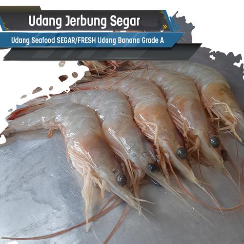 Jual Udang Jerbung Segar Udang Banana FRESH/Udang Peci Api Seafood ...