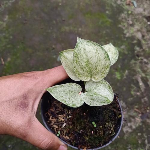 Jual scindapsus exotica mint variegata - Kab. Purbalingga - Ini Baru ...