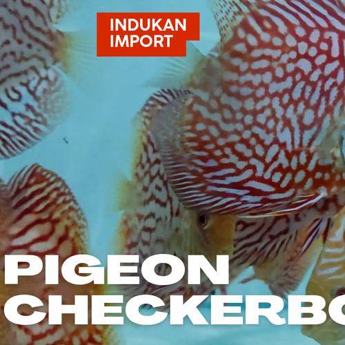 Jual Ikan Discus Pigeon Checkerboard 3" Indukan Import - Kota Bekasi ...