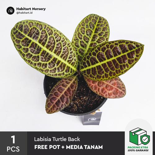 Promo Labisia Turtle Back - Tanaman hias Paludarium / Terrarium / taman ...