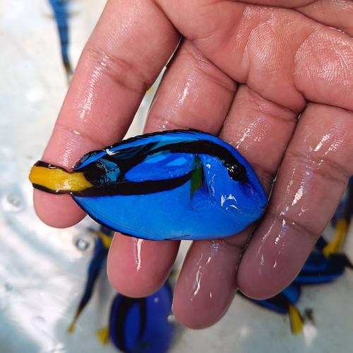 Jual Dory Dori letter six ikan dori biru aquarium laut blue tang - Tiny ...