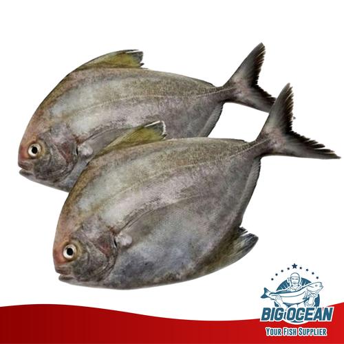 Jual Bawal Hitam | Bawal Laut @1kg - Jakarta Barat - Big ocean official ...