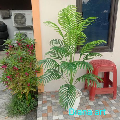 Jual pohon palm latex#palm jumbo#daun palm#pohon kelapa#pohon pinang ...