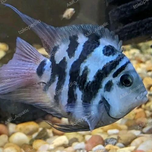 Jual ikan hias blue polar parrot/ikan hias aquascape - Kab. Bogor - A&R ...