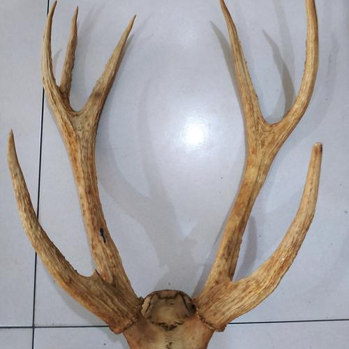 Jual tanduk rusa asli - Kab. Bekasi - DN motor | Tokopedia