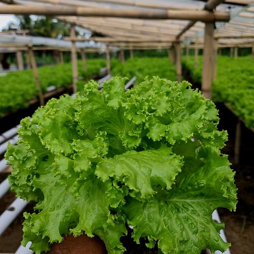 Jual selada hijau hidroponik - Kab. Sleman - Banyu Urip Farm | Tokopedia