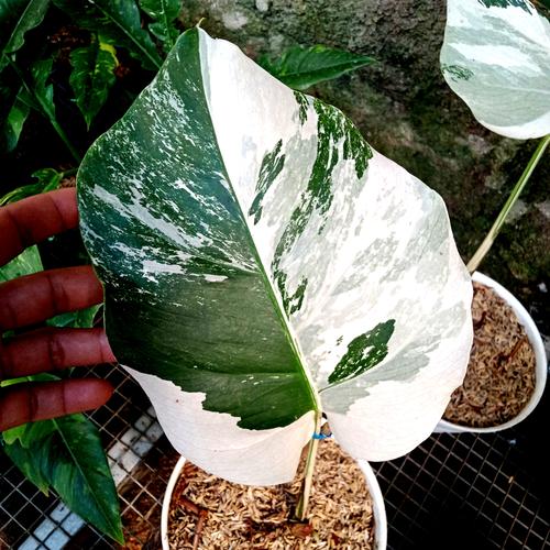 Jual monstera white tiger variegata - Kota Depok - haziqflora | Tokopedia