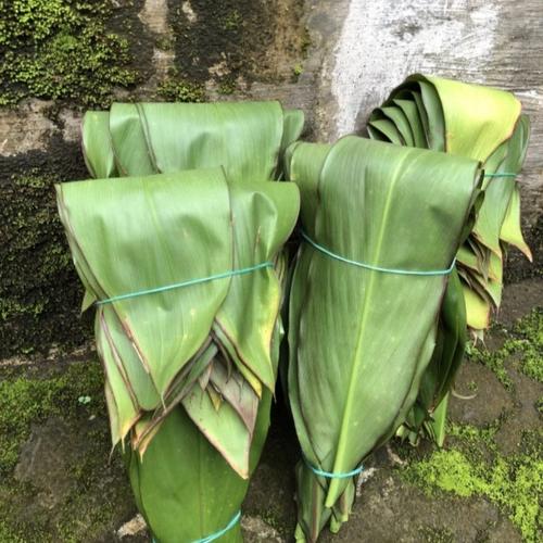 Jual Bungkus Bacang bakcang Daun hanjuang atau Andong segar perlembar ...