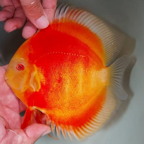 Jual Ikan Discus Red Cover Albino Size 4,5 inch Male - Kota Bekasi ...